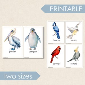 Kinds of Birds Flashcards, Educational Printable Cards, Birds ...