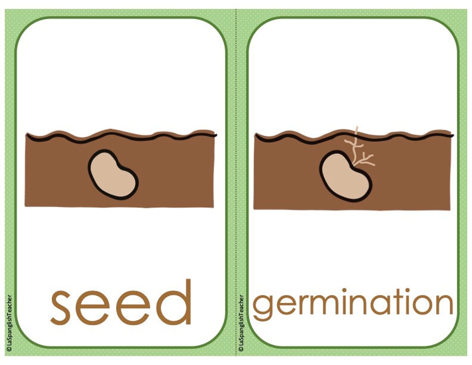 Plant Life Cycle Flashcards, Preschool Printables, Nature Study, Parts ...