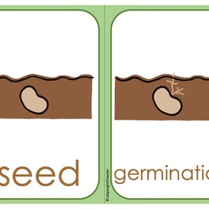 Plant Life Cycle Flashcards, Preschool Printables, Nature Study, Parts ...