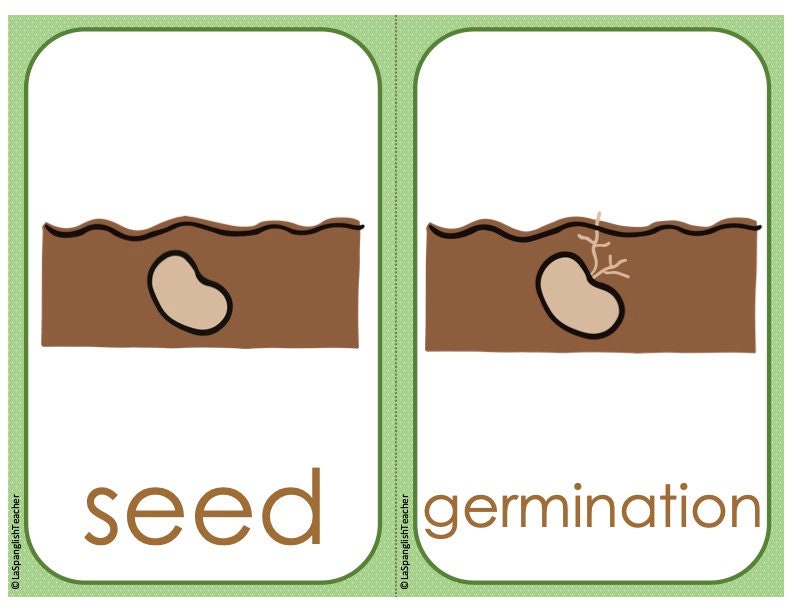 Plant Life Cycle Flashcards, Preschool Printables, Nature Study, Parts ...