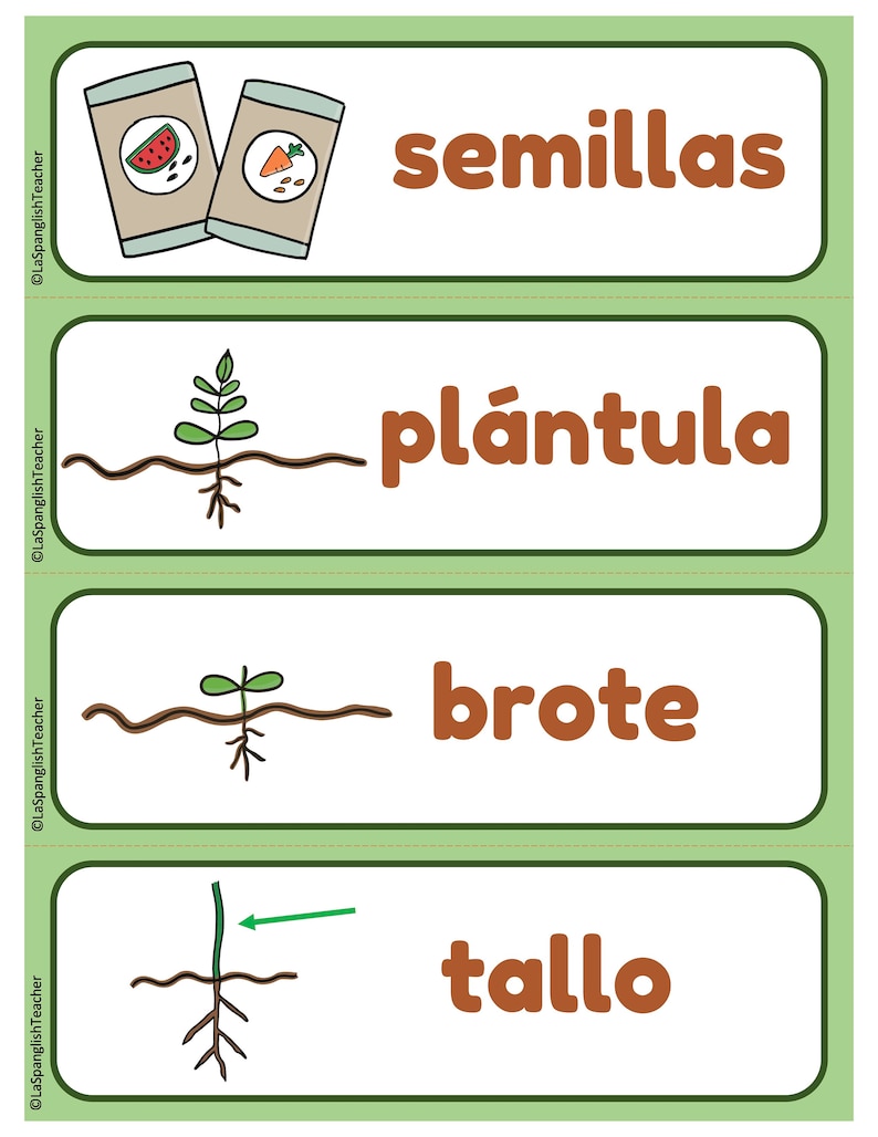 All About Plants Spanish Vocabulary Cards, Spanish Word Wall Cards ...