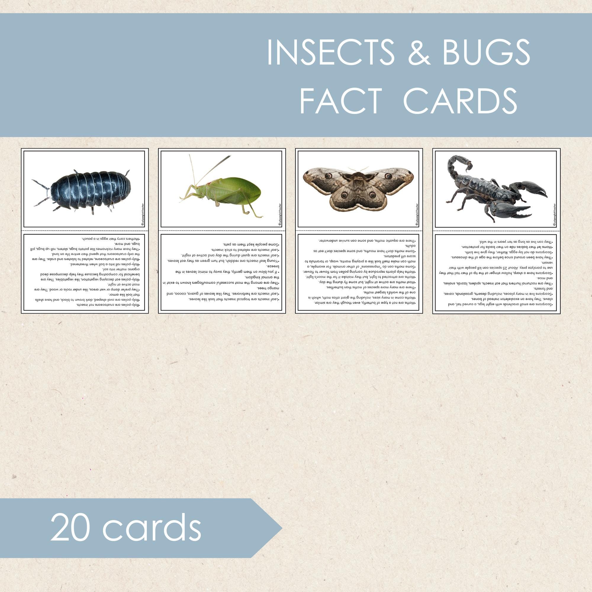 Insects and Bugs Fact Cards, Educational Flash Cards (PDF) - Etsy Australia