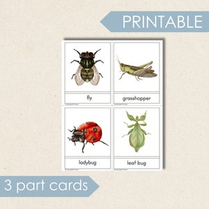 Insects Flash Cards, Animals Printable Cards, Educational Cards ...