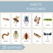 Insects Flash Cards, Animals Printable Cards, Educational Cards ...