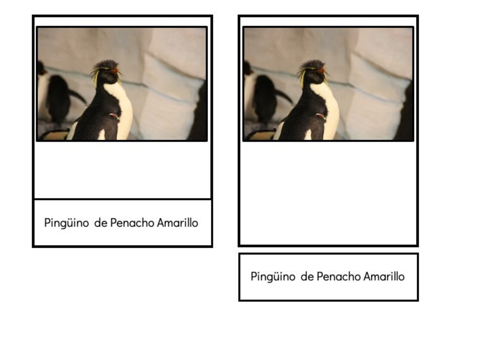 Spanish Types of Penguins 3 Part Cards, Montessori Cards, Winter ...