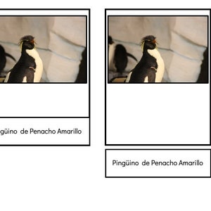 Spanish Types of Penguins 3 Part Cards, Montessori Cards, Winter ...