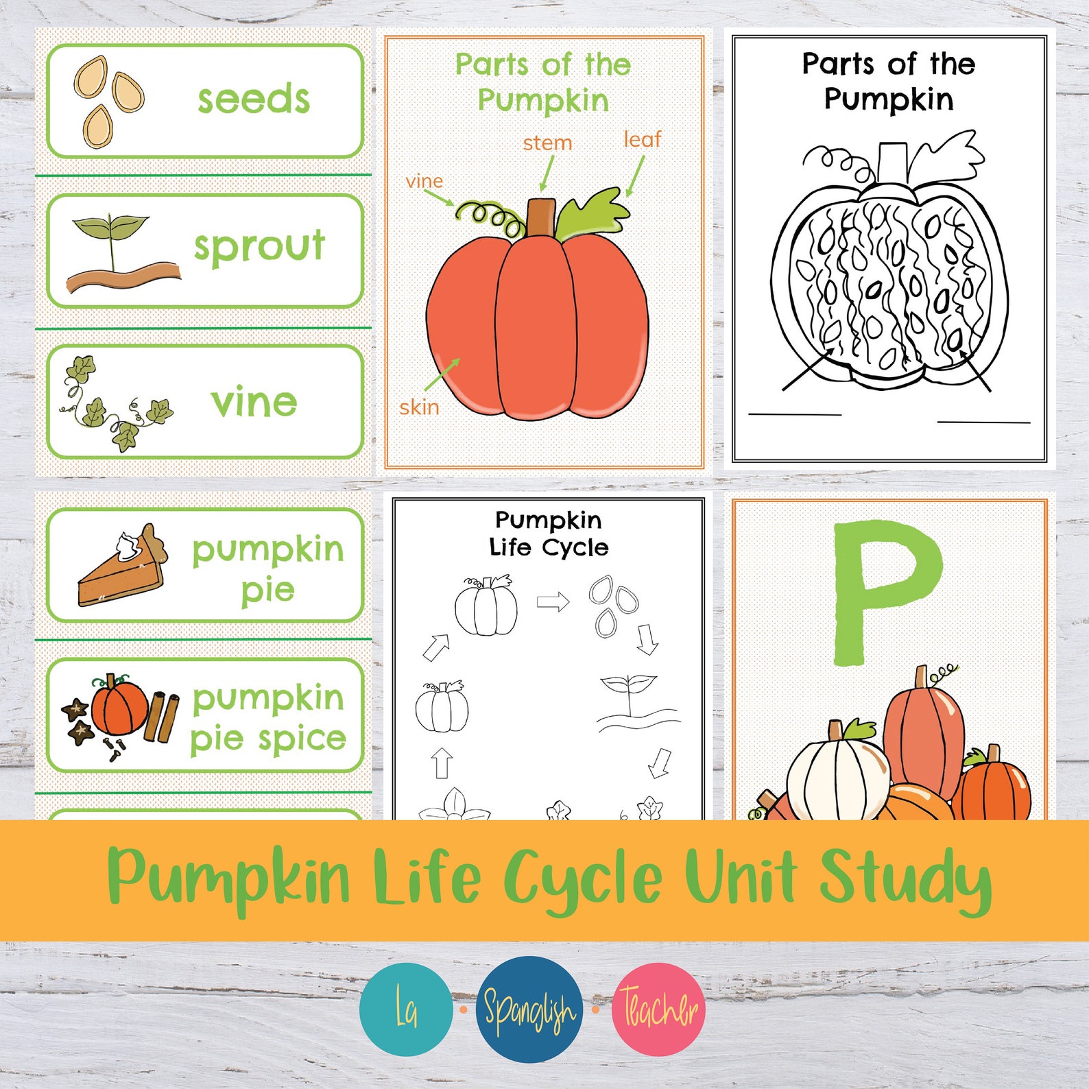 Pumpkin Unit Study Pumpkin Life Cycle Pumpkin Anatomy Mini - Etsy