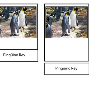 Spanish Types of Penguins 3 Part Cards, Montessori Cards, Winter ...