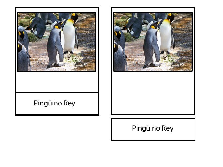Spanish Types of Penguins 3 Part Cards, Montessori Cards, Winter ...