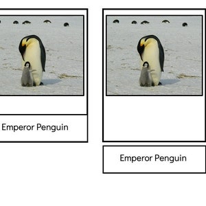 Types of Penguins 3 Part Cards, Montessori Cards, Winter Animals Cards ...