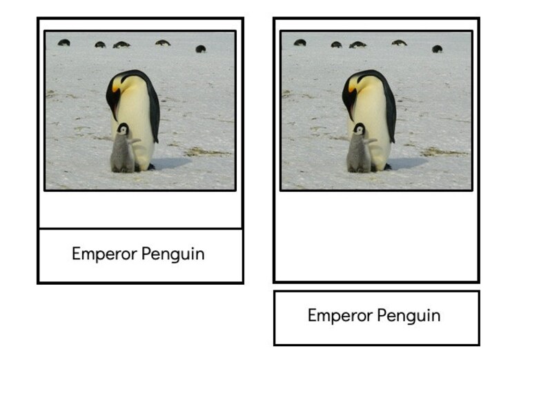 Types of Penguins 3 Part Cards, Montessori Cards, Winter Animals Cards ...