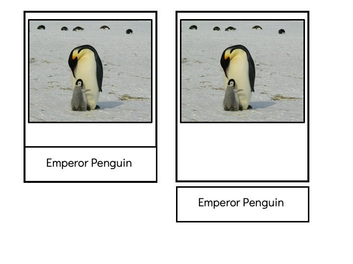 Types of Penguins 3 Part Cards, Montessori Cards, Winter Animals Cards ...