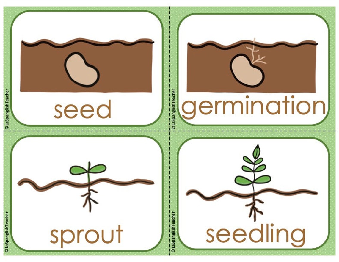Plant Life Cycle Flashcards, Preschool Printables, Nature Study, Parts ...