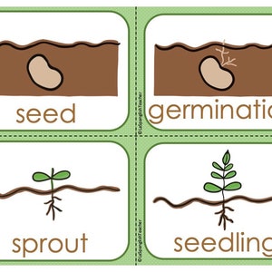 Plant Life Cycle Flashcards, Preschool Printables, Nature Study, Parts ...
