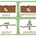 Plant Life Cycle Flashcards, Preschool Printables, Nature Study, Parts ...