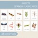 Spanish Insects Flash Cards, Spanish Animals Printable Cards ...