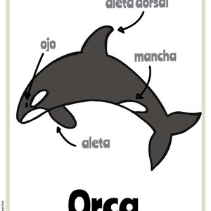 Arctic Animals Spanish Parts of the Body Posters, Winter Animals ...