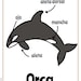 Arctic Animals Spanish Parts of the Body Posters, Winter Animals ...