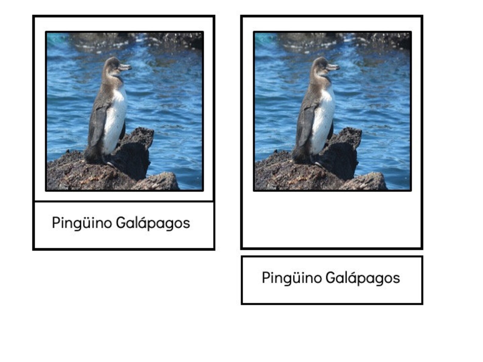 Spanish Types of Penguins 3 Part Cards, Montessori Cards, Winter ...