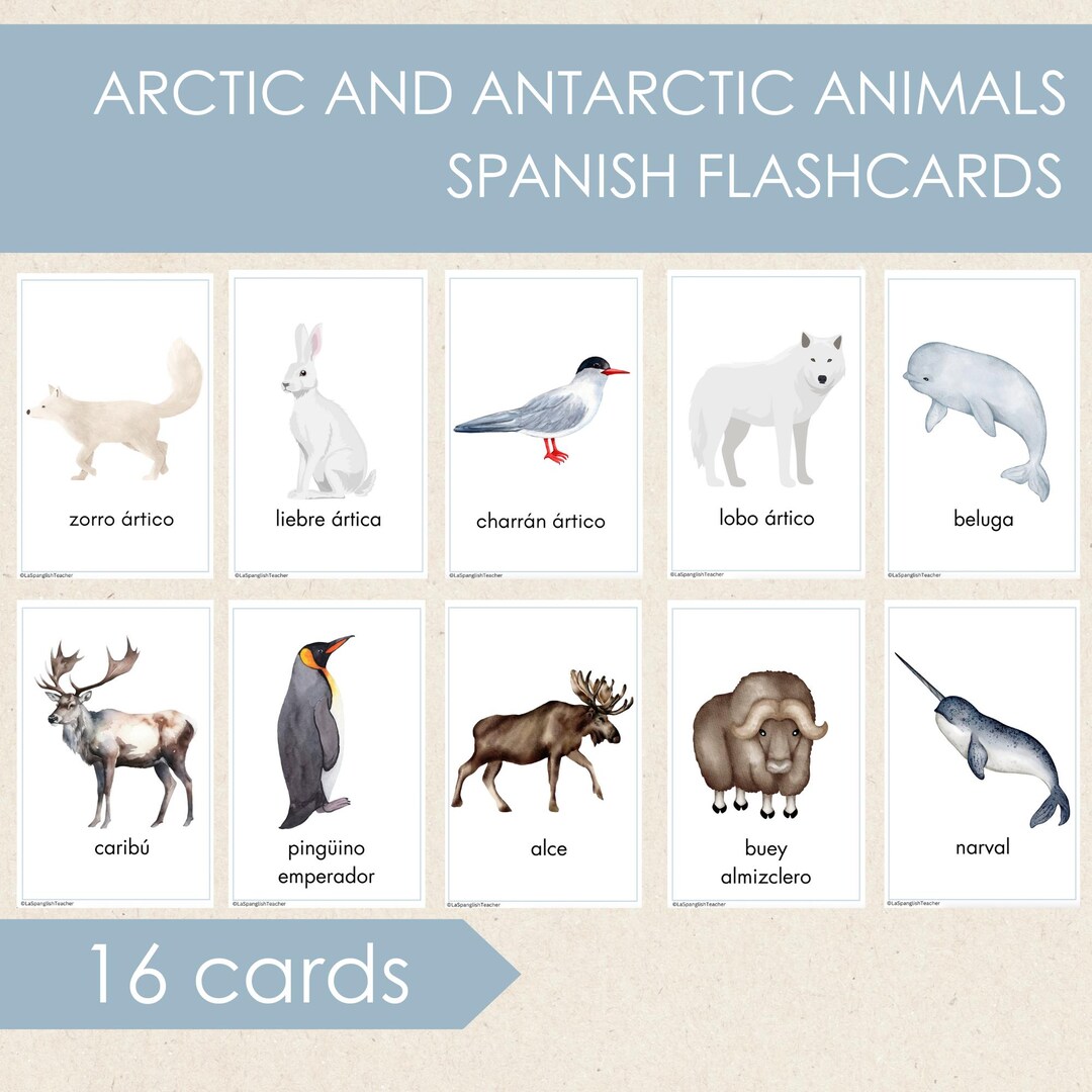 Spanish Arctic Animals Flash Cards, Early Learning (digital Download ...
