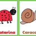 Spanish Bugs Printable Flashcards, Spanish Animal Vocabulary Cards ...