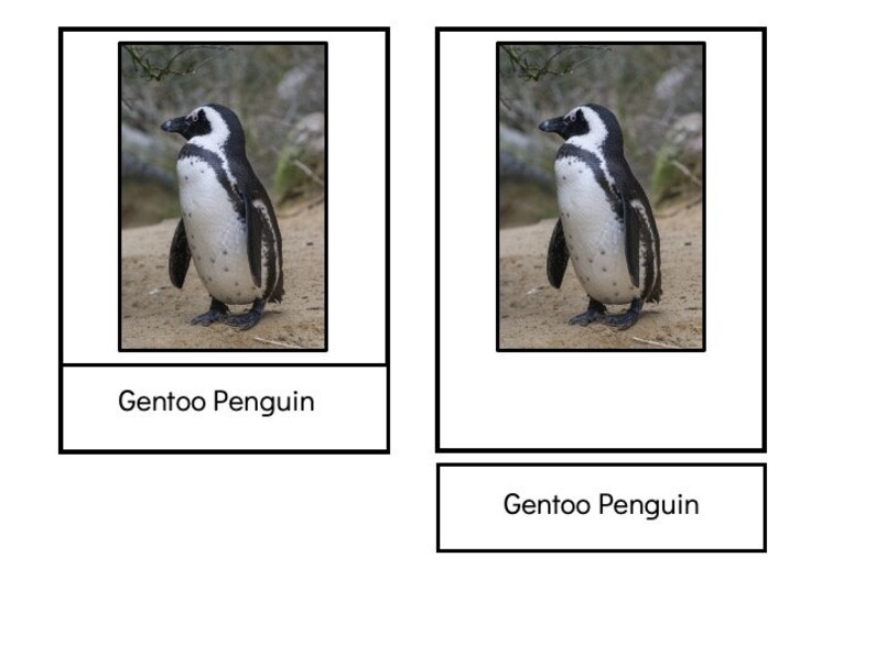 Types of Penguins 3 Part Cards, Montessori Cards, Winter Animals Cards ...