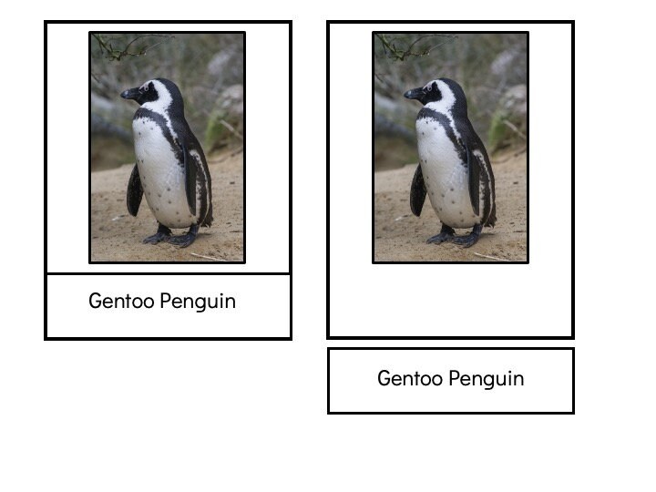 Types of Penguins 3 Part Cards, Montessori Cards, Winter Animals Cards ...