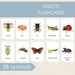 Insects Flash Cards, Animals Printable Cards, Educational Cards ...