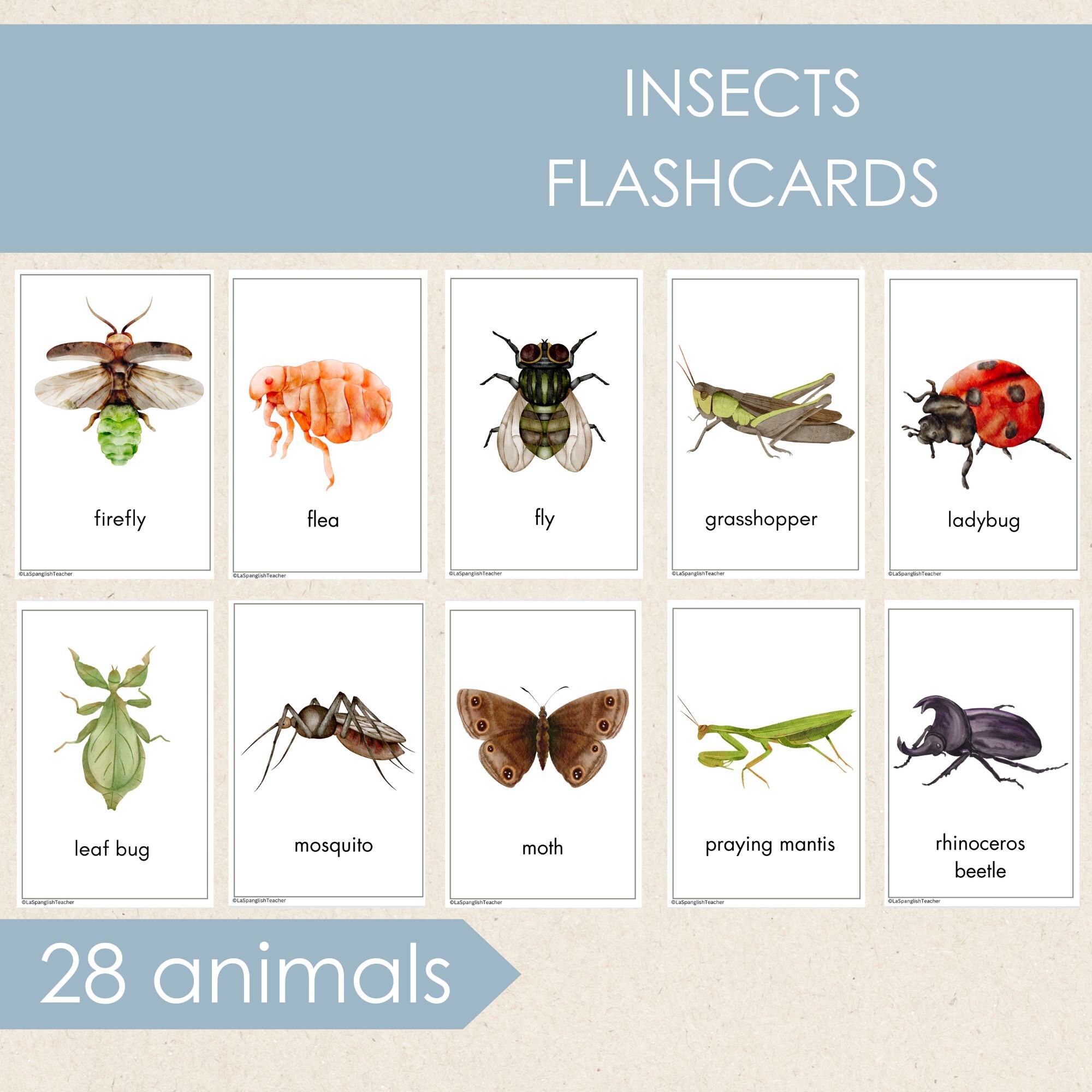 Insects Flash Cards, Animals Printable Cards, Educational Cards ...
