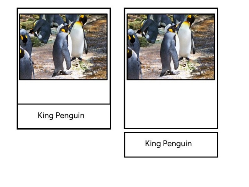 Types of Penguins 3 Part Cards, Montessori Cards, Winter Animals Cards ...