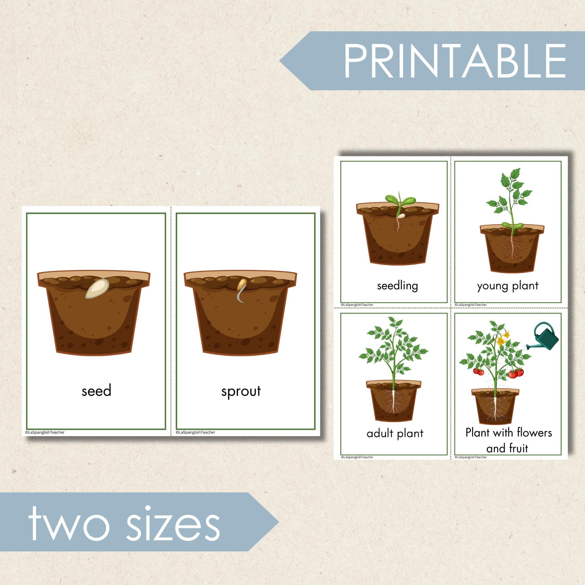 Plant Life Cycle Flashcards, Preschool Printables, Nature Study, Parts ...