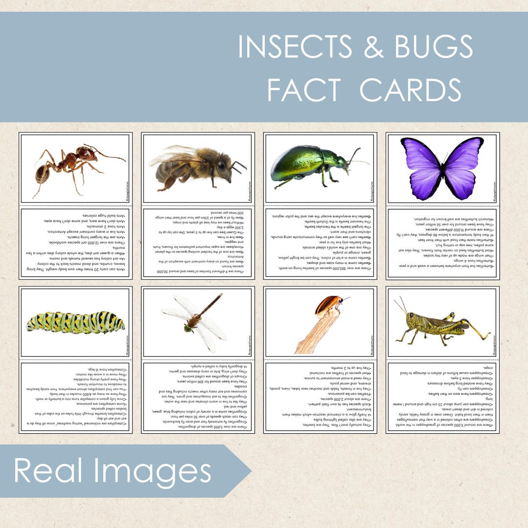 Insects and Bugs Fact Cards, Insects Flash Cards, Animals Printable ...