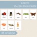 Spanish Insects Flash Cards, Spanish Animals Printable Cards ...