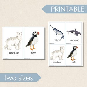 Arctic Animals Flashcards, Animal Vocabulary Cards, Winter Flashcards ...