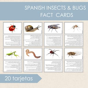 Spanish Insects and Bugs Fact Cards, Educational Cards, Printable ...