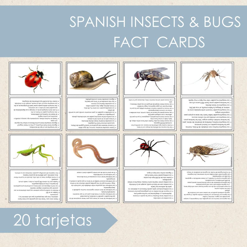 Spanish Insects and Bugs Fact Cards, Educational Cards, Printable ...
