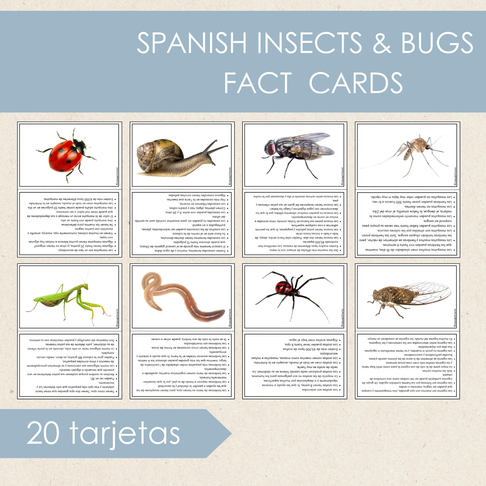 Spanish Insects and Bugs Fact Cards, Educational Cards, Printable ...
