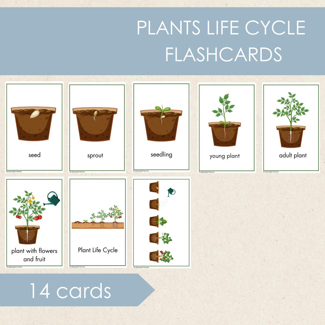Plant Life Cycle Flashcards, Preschool Printables, Nature Study, Parts ...