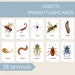 Spanish Insects Flash Cards, Spanish Animals Printable Cards ...