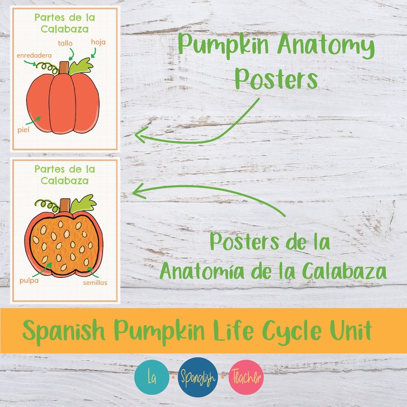 Spanish Pumpkin Unit Study, Spanish Pumpkin Life Cycle, Spanish Pumpkin ...