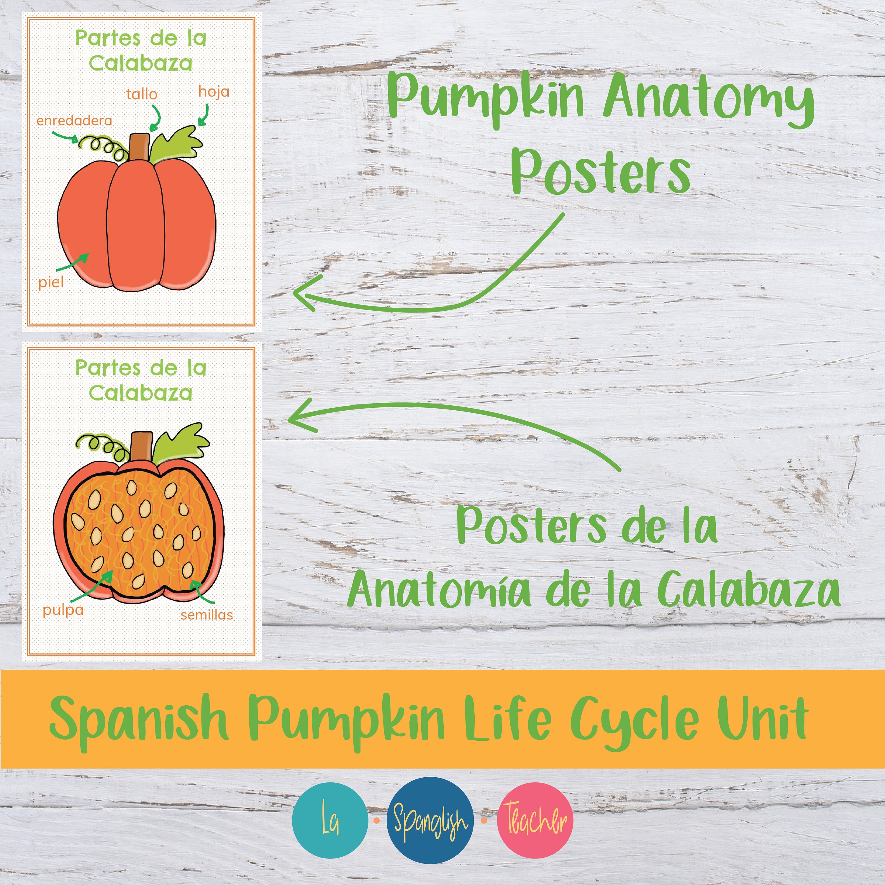 Spanish Pumpkin Unit Study, Spanish Pumpkin Life Cycle, Spanish Pumpkin ...