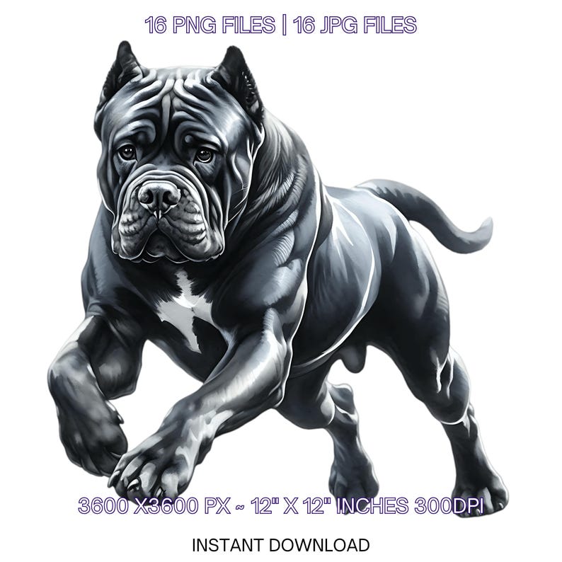 16 Black Cane Corso Dog for Pet Portrait PNG Clipart | Watercolor Baby ...