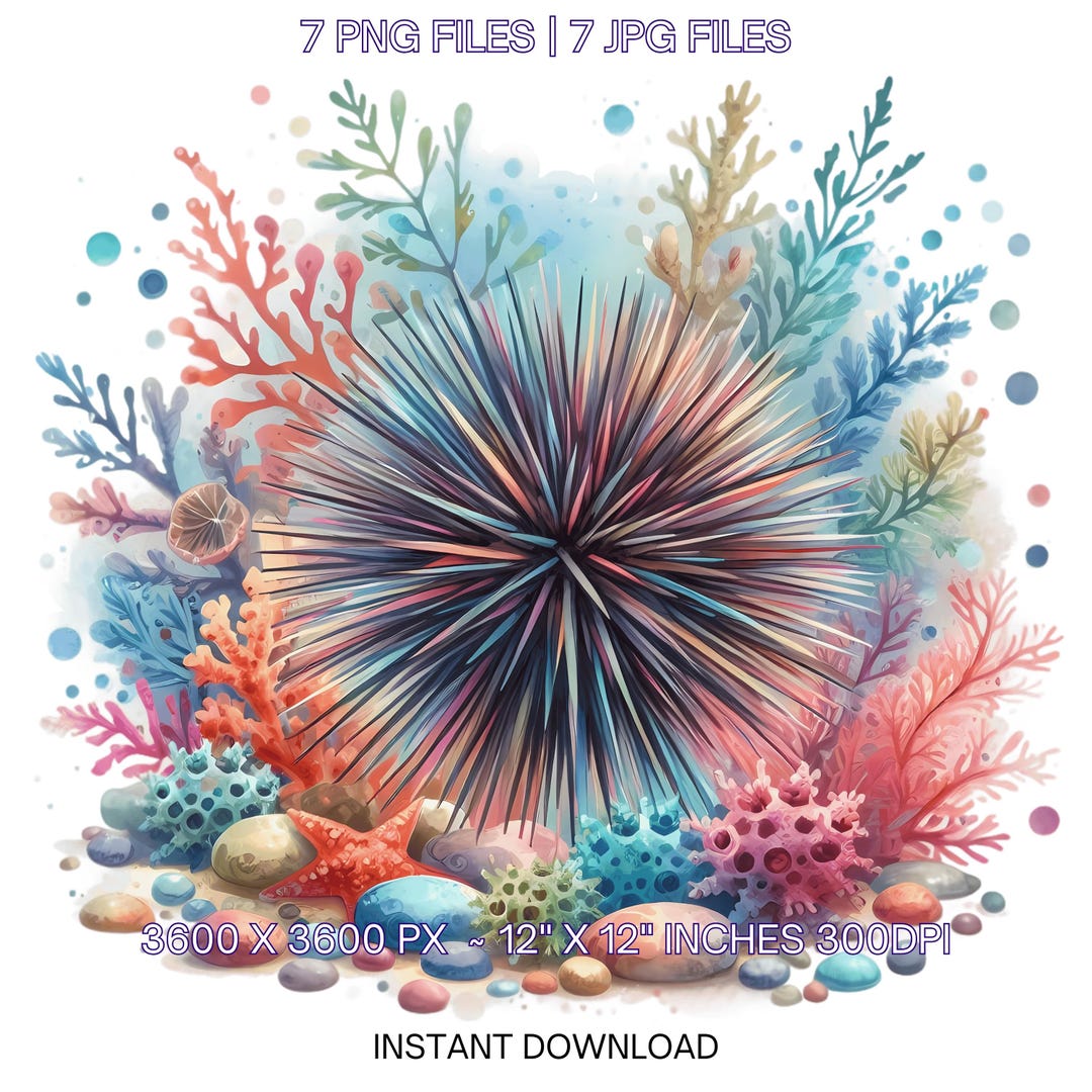Urchin Clipart PNG | 7 Spiky Sea Urchin With Colorful Coral, Pebbles ...