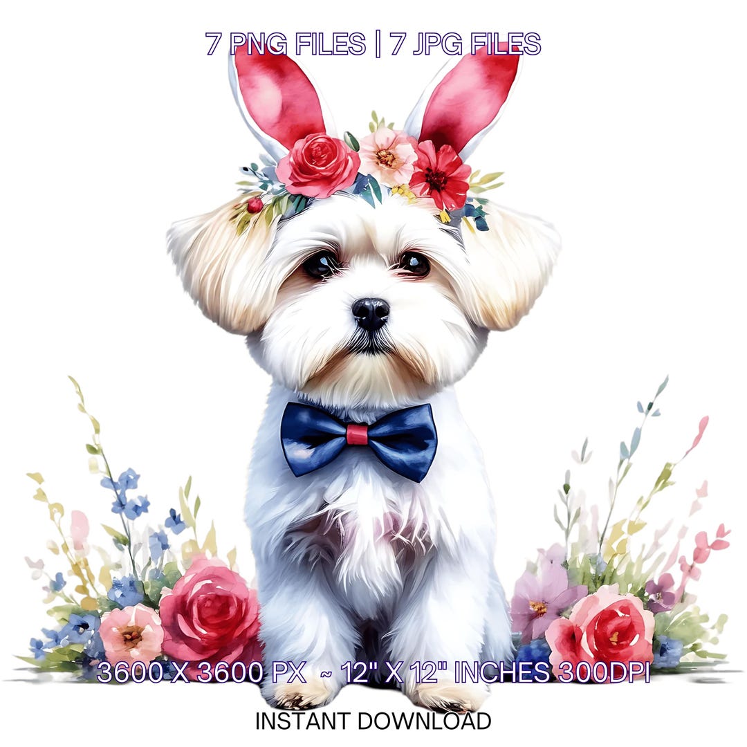 Easter Maltese Dog Wearing Floral Bow & Bunny Ear Handband Ready for ...