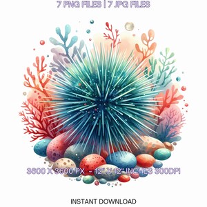 Urchin Clipart PNG | 7 Spiky Sea Urchin With Colorful Coral, Pebbles ...