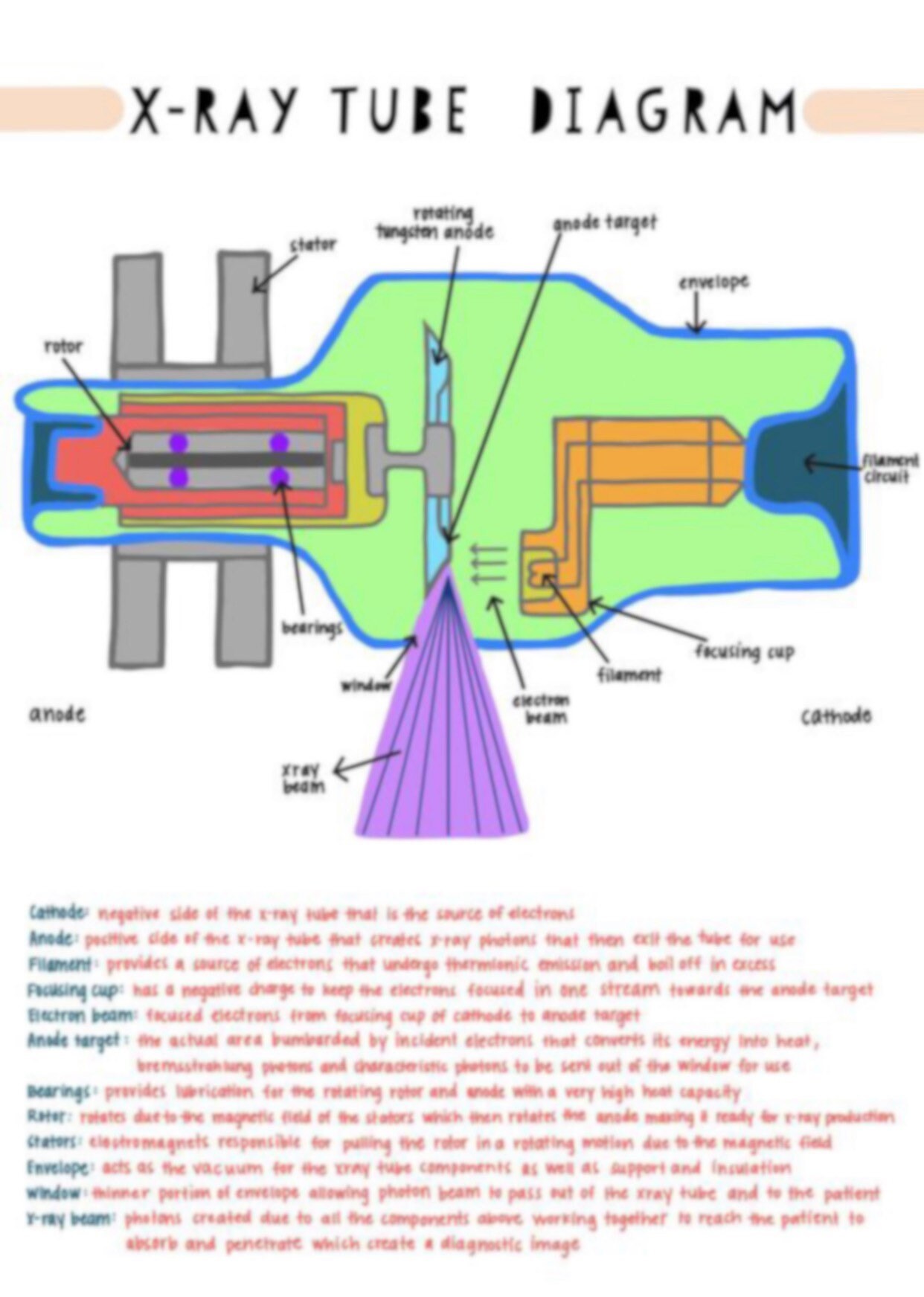 Rad Tech Registry Review BUNDLE Digital Download PDF - Etsy