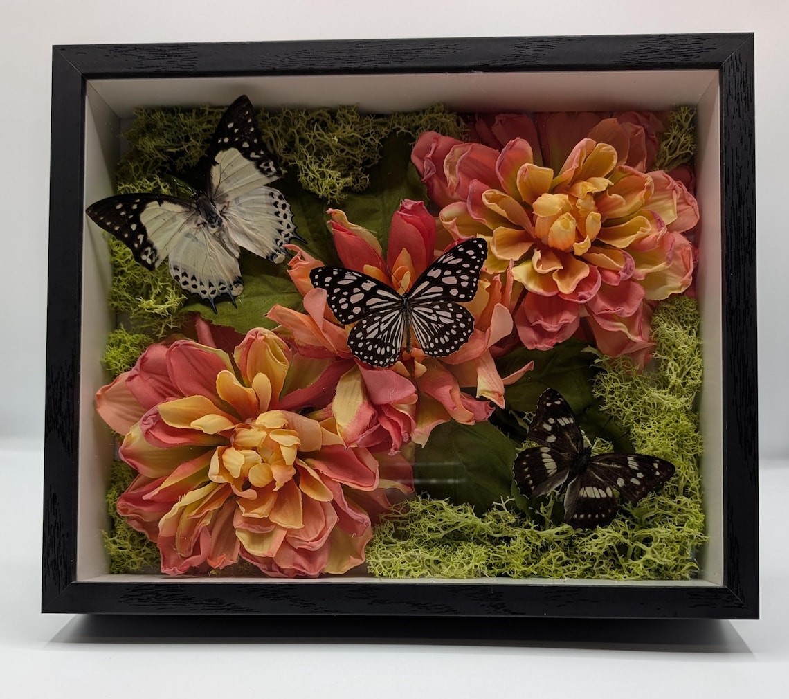 Butterfly Shadow Box: Real Butterflies & Bold Floral Display - Etsy