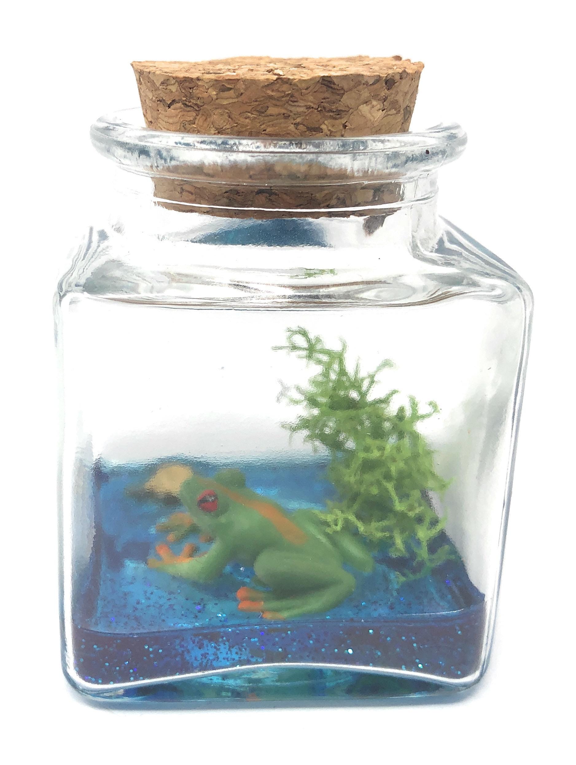 Mini Pet Frog Terrarium With Adoption Certificate Family Friend ...