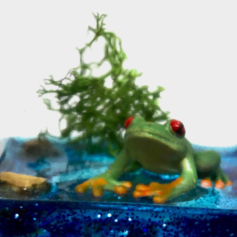 Mini Pet Frog Terrarium With Adoption Certificate Family Friend ...