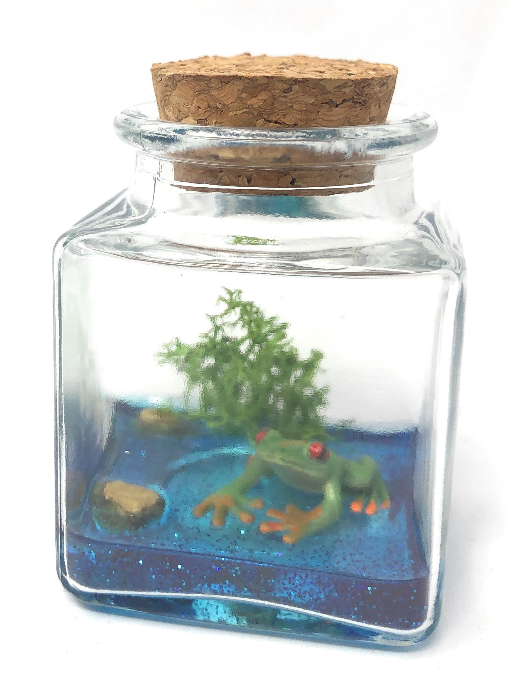 Mini Pet Frog Terrarium With Adoption Certificate Family Friend ...